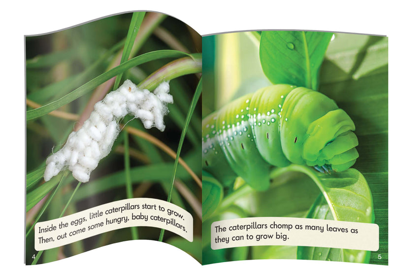 Science Decodables Phase 6 Non-Fiction - 6 Pack – Junior Learning USA